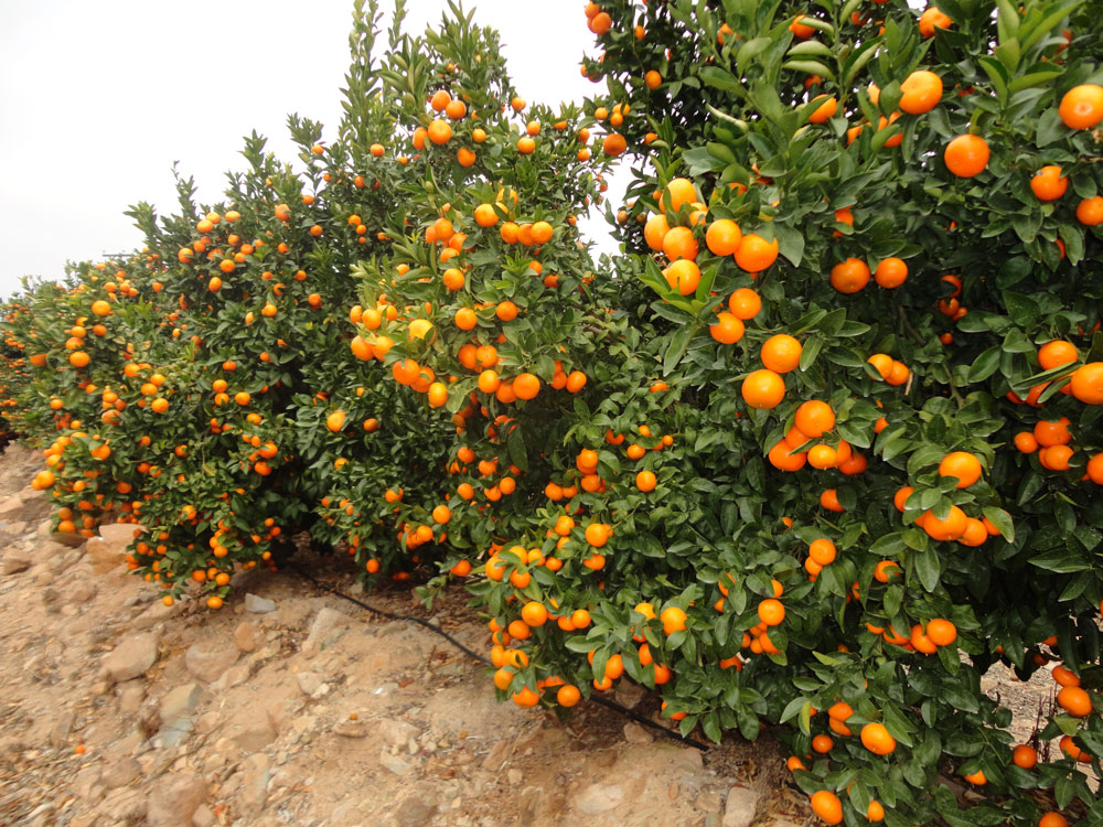 ARCCIT 9 (AKA ARC Nadorcott LS) – Osiris Plant Management